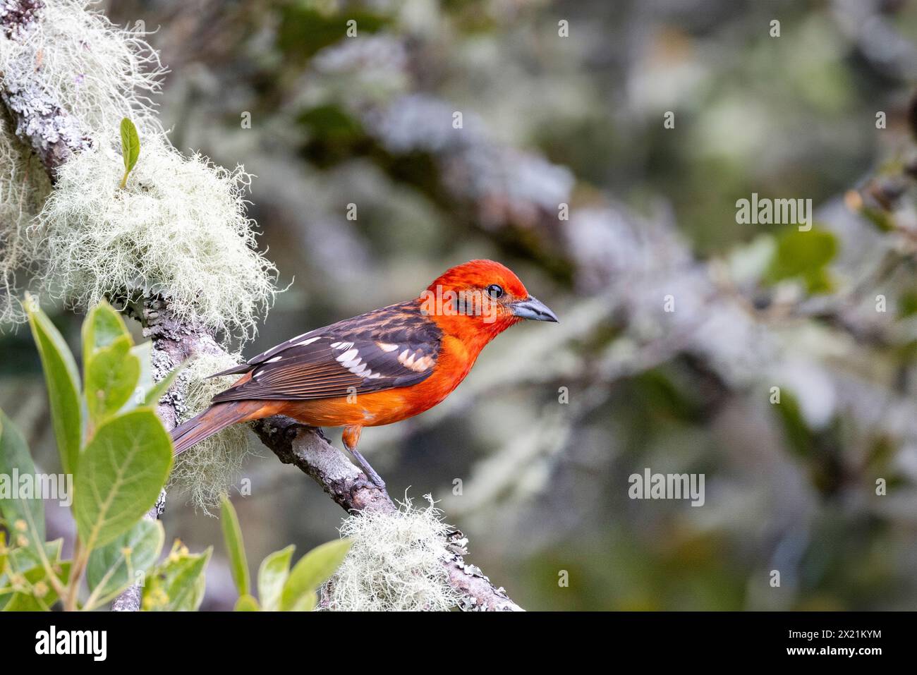 flame-coloured tanager (Piranga bidentata), male sits in the mountain ...