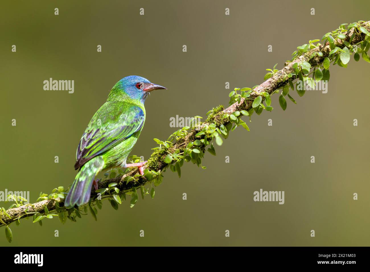 Blue dacnis, Turquoise honeycreeper (Dacnis cayana), female sitting on ...