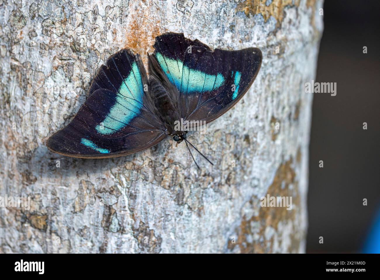 Preponas hi-res stock photography and images - Alamy