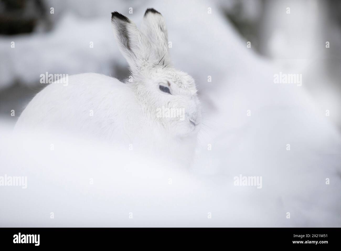 blue hare, mountain hare, white hare, Eurasian Arctic hare (Lepus ...