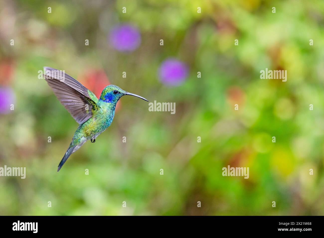 Colibrí volando hi-res stock photography and images - Alamy