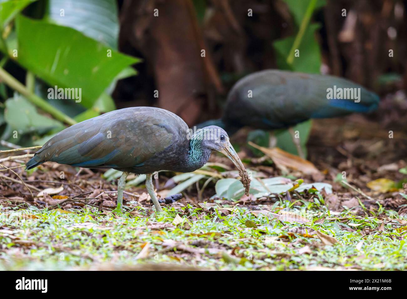 green ibis (Mesembrinibis cayennensis), searches for food in the soil ...