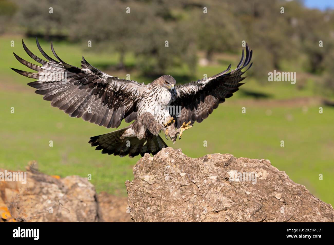 Bonellis eagle, Bonelli's Eagle (Hieraaetus fasciatus, Aquila fasciata ...