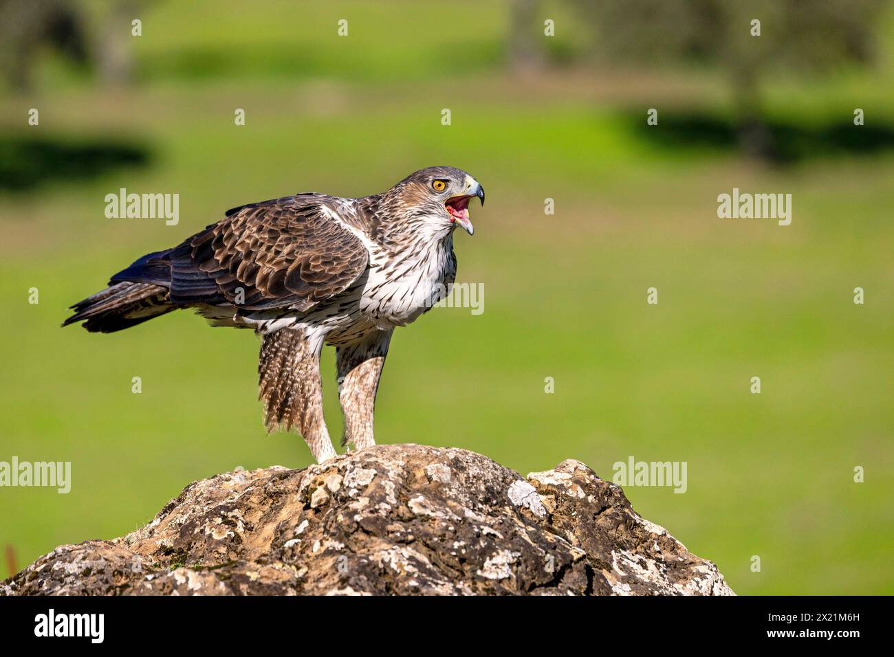 Bonellis eagle, Bonelli's Eagle (Hieraaetus fasciatus, Aquila fasciata ...