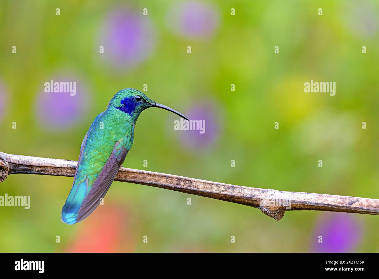 lesser violetear, mountain violet-ear (Colibri cyanotus), sits on a ...