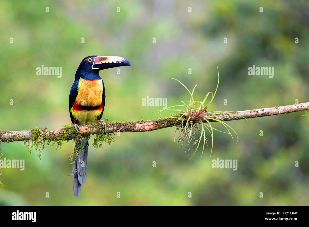 collared aracari (Pteroglossus torquatus), sits on a branch by the ...