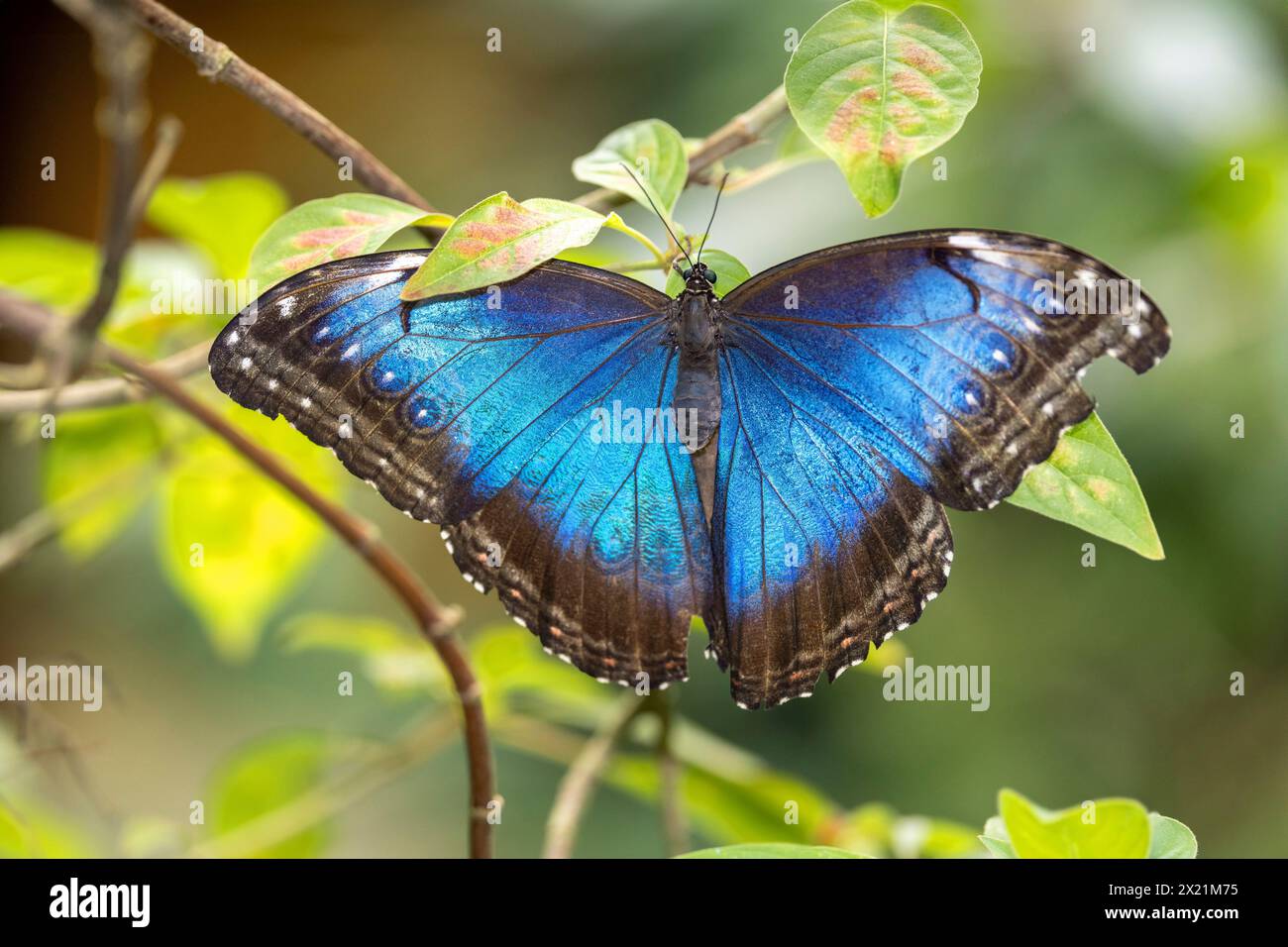 blue morpho, Peleides blue morpho, common morpho, the emperor (Morpho ...