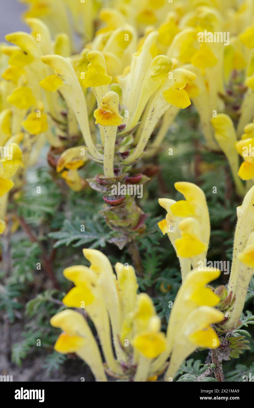 Yellow flowered skullcaps hi-res stock photography and images - Alamy