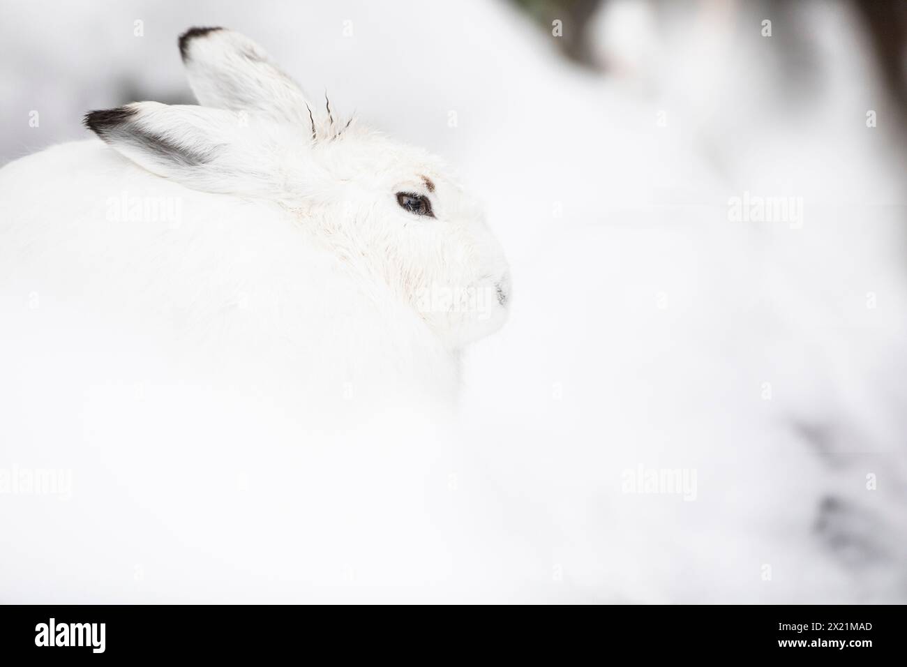 blue hare, mountain hare, white hare, Eurasian Arctic hare (Lepus ...