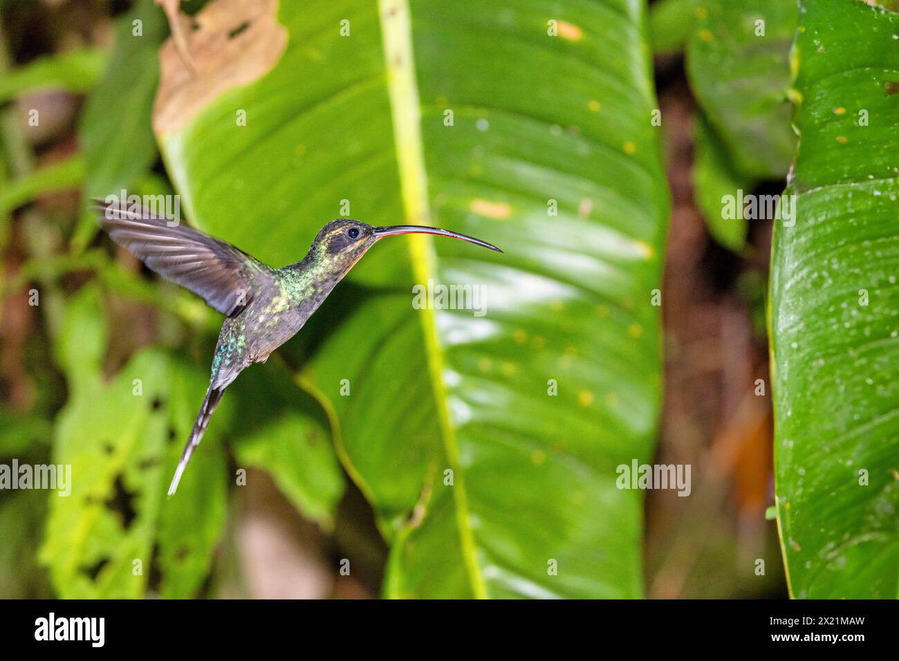 green hermit (Phaethornis guy), female flies at the rainforest, Costa ...