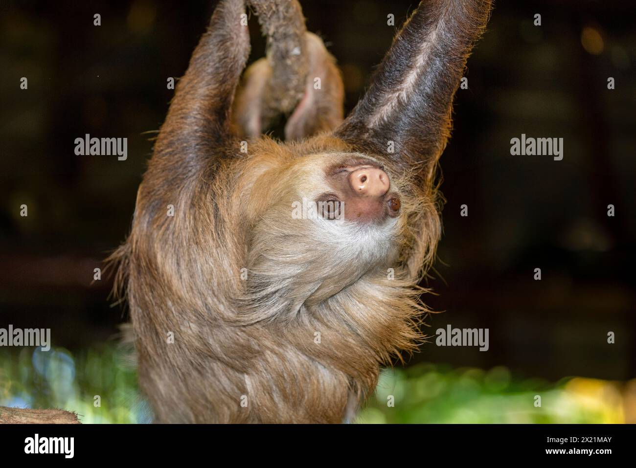 Hoffmann's two-toed sloth, Northern two-toed sloth (Choloepus hoffmanni ...