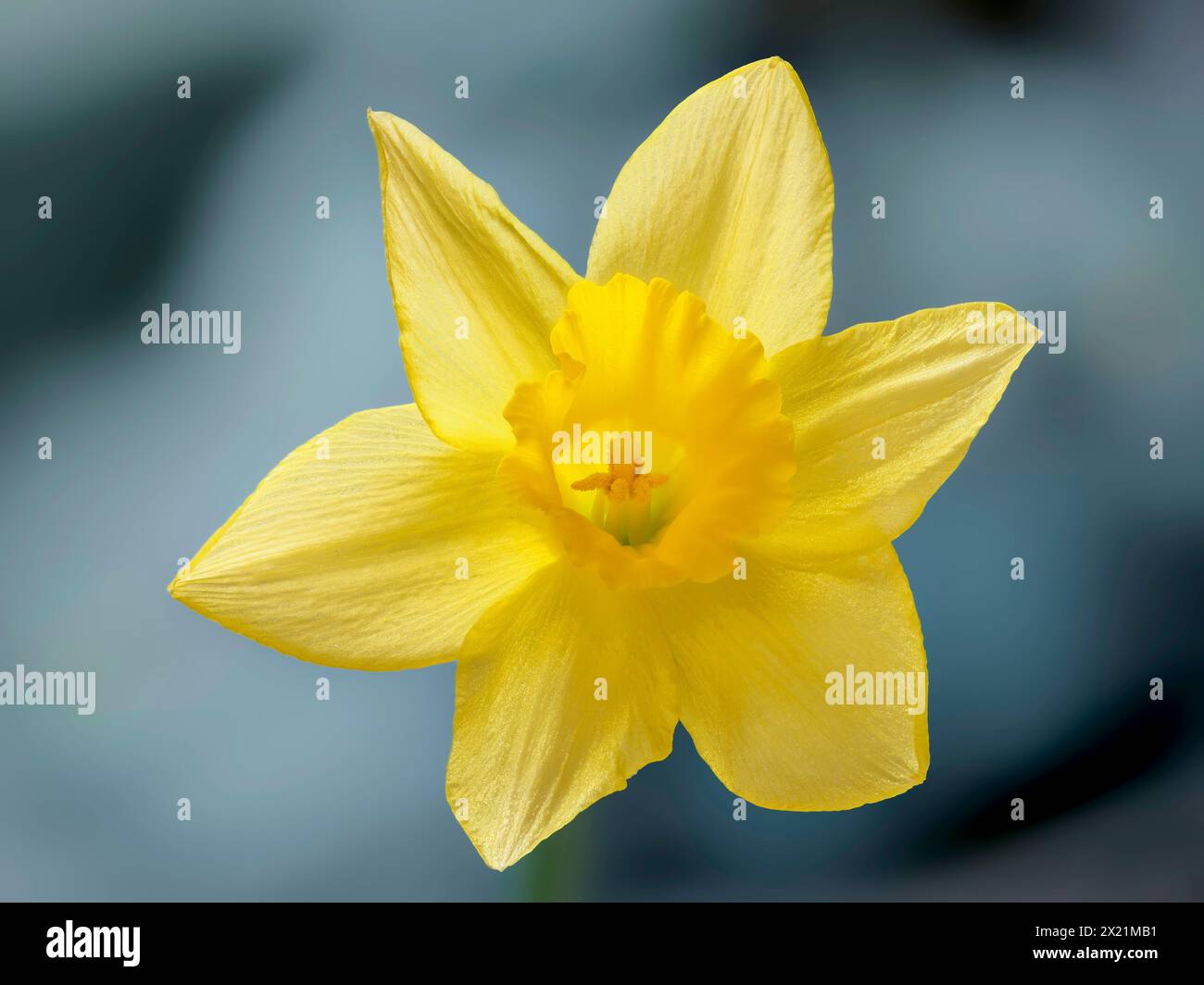daffodil (Narcissus spec.), single flower, Germany Stock Photo - Alamy
