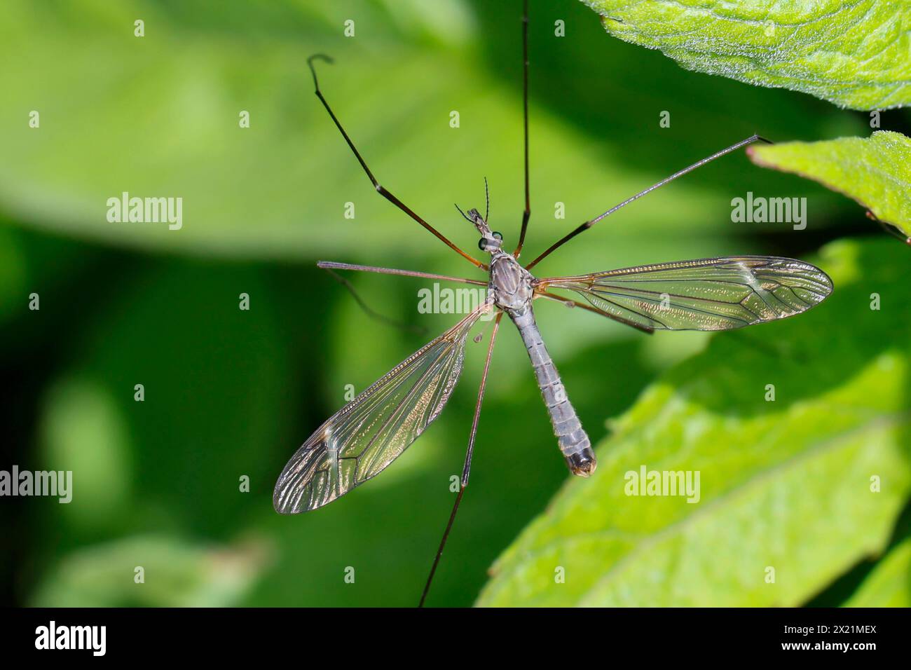 crane fly, cranefly, daddy-long-leg (Tipula luna, Tipula lunata), male ...