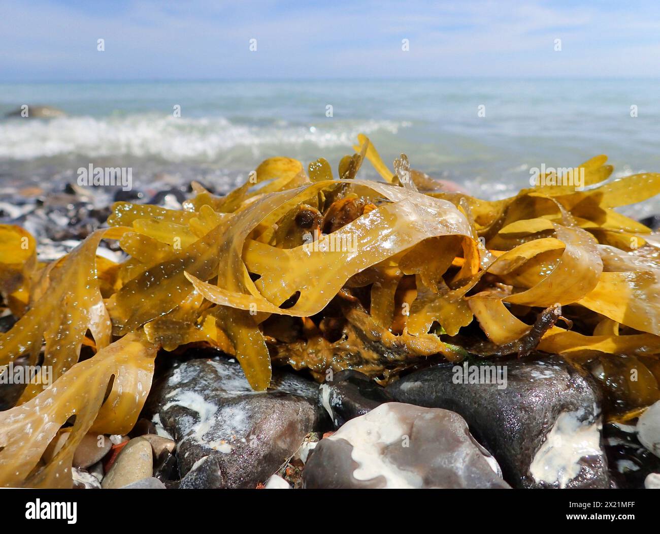 Sea belt, Poor man's weather glass, Sweet Wrack, Sugar Wrack, Sugar ...
