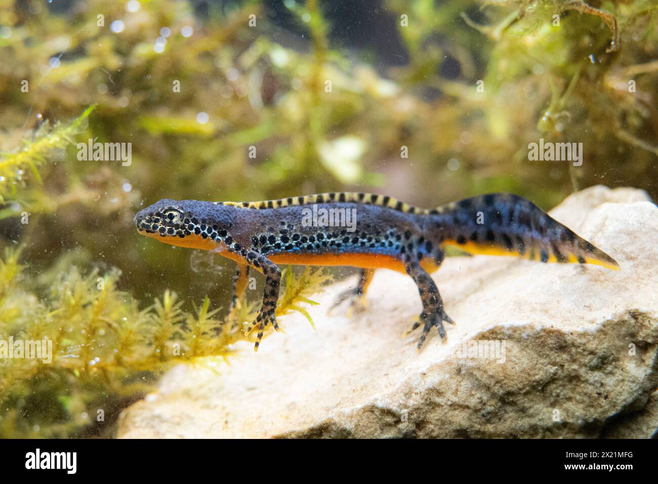 alpine newt (Triturus alpestris, Ichthyosaura alpestris, Mesotriton ...