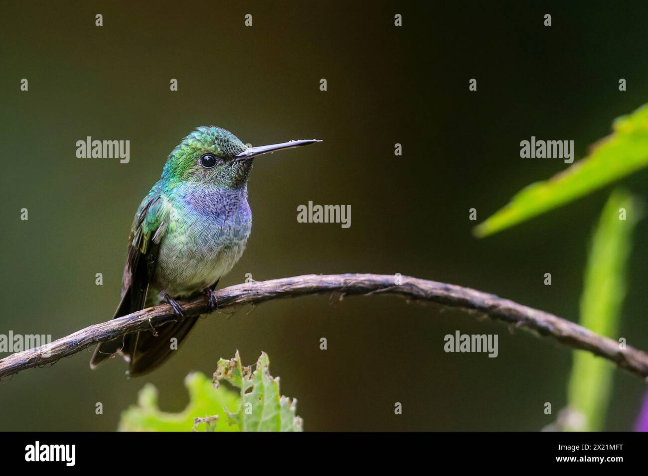 blue-chested hummingbird (Amazilia amabilis), male sitting on a thin ...