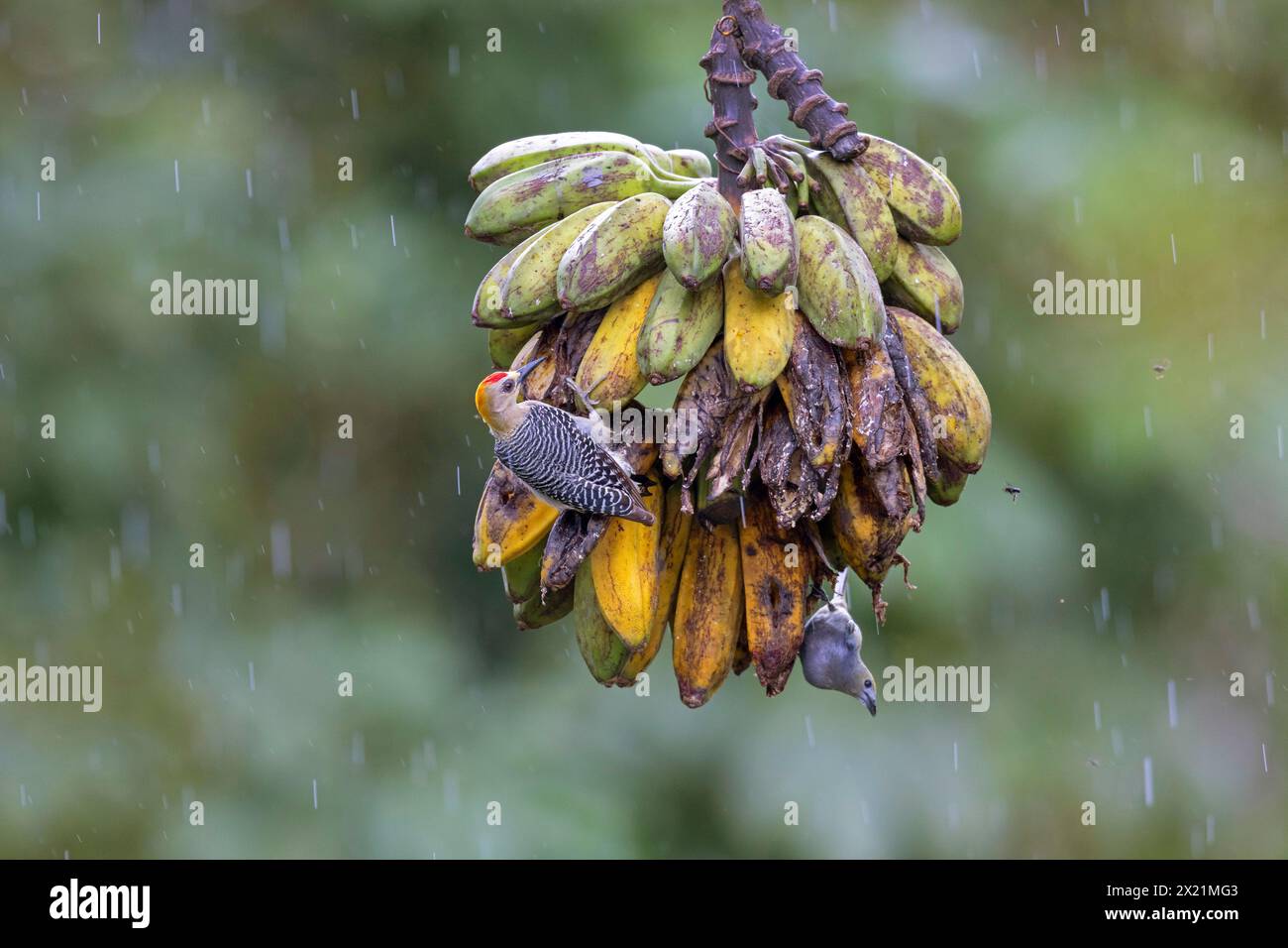 Hoffmann's woodpecker (Melanerpes hoffmannii), male eats at a banana fruit stand in the ...