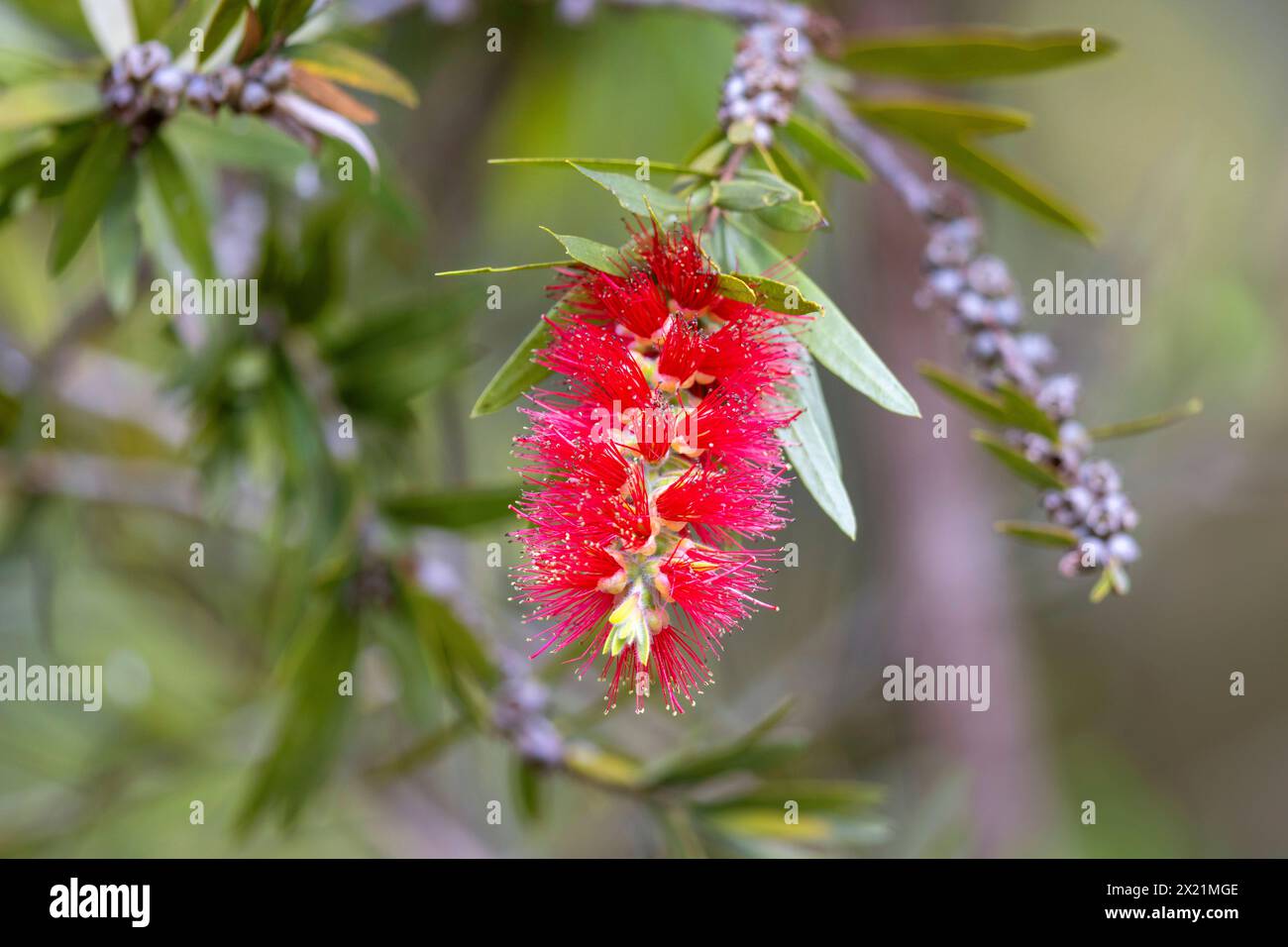 Common red bottlebrush, Crimson bottlebrush, Lemon bottlebrush ...