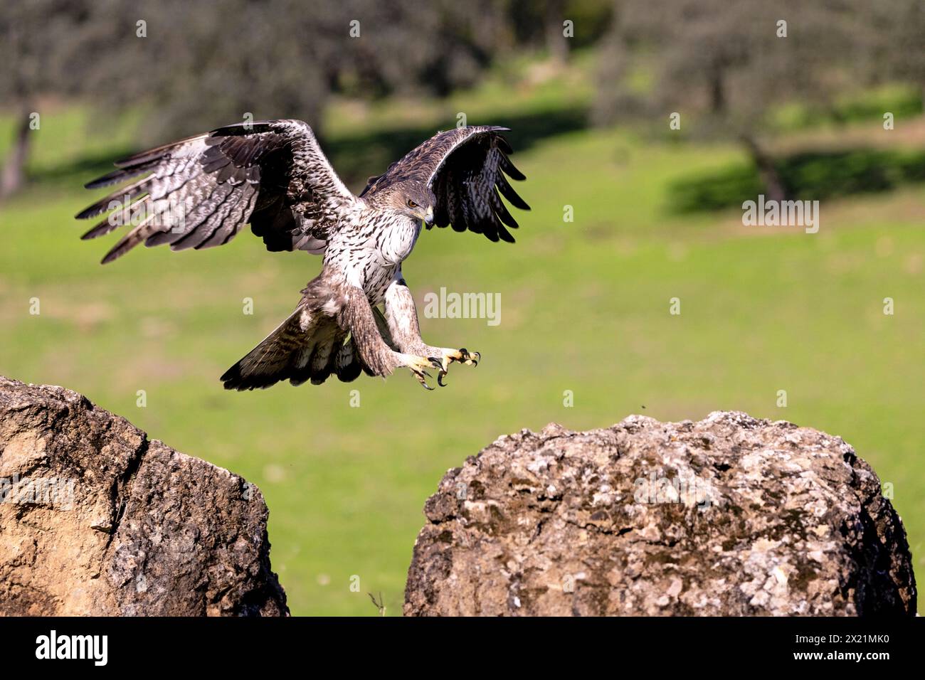 Bonellis eagle, Bonelli's Eagle (Hieraaetus fasciatus, Aquila fasciata ...