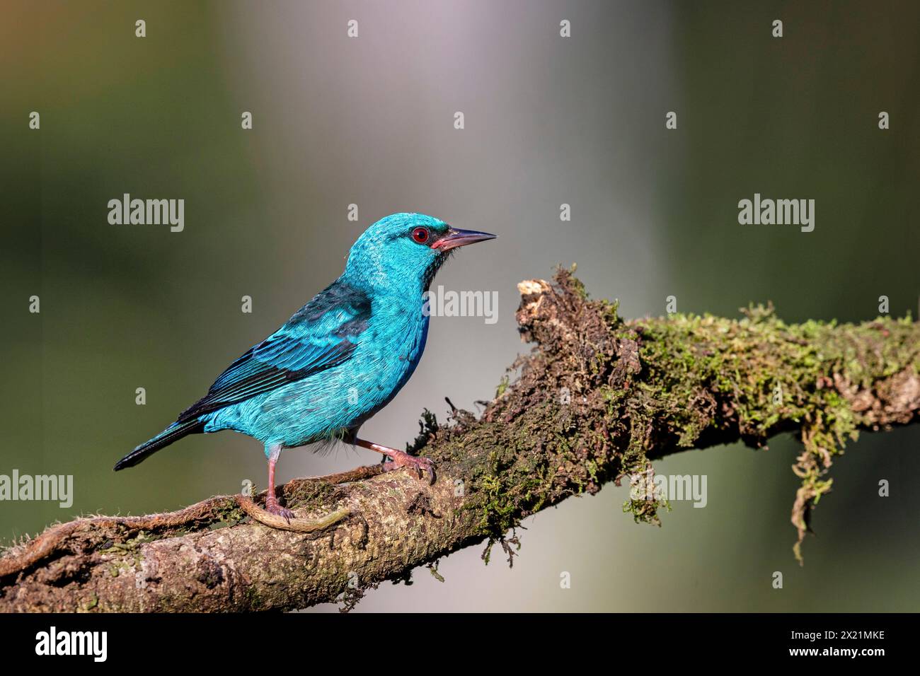 Blue dacnis, Turquoise honeycreeper (Dacnis cayana), male sitting on a ...