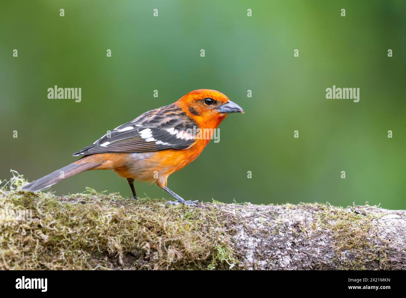 flame-coloured tanager (Piranga bidentata), male sitting on a branch in ...