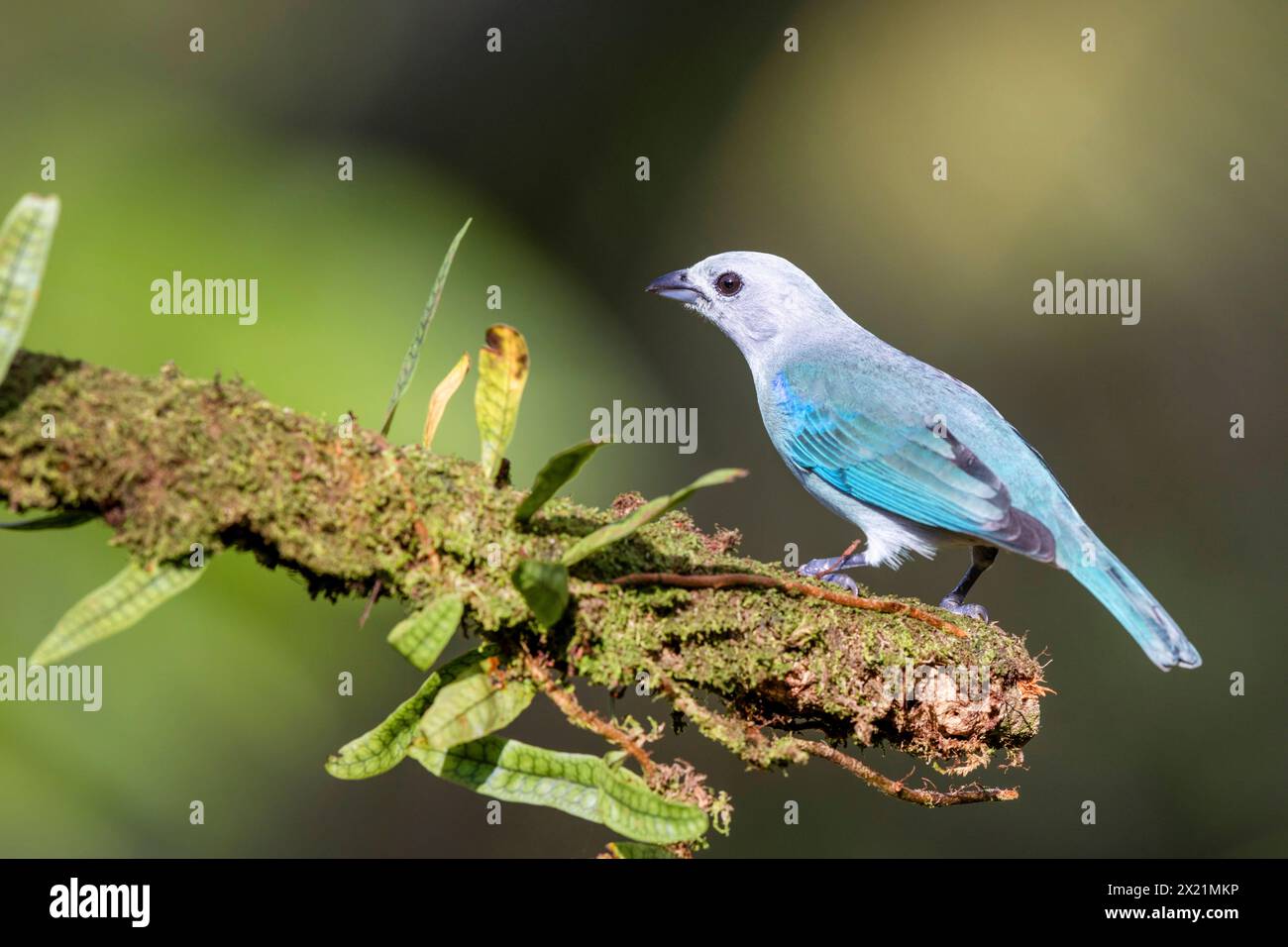 blue-grey tanager (Thraupis episcopus, Tangara episcopus), sits on a ...