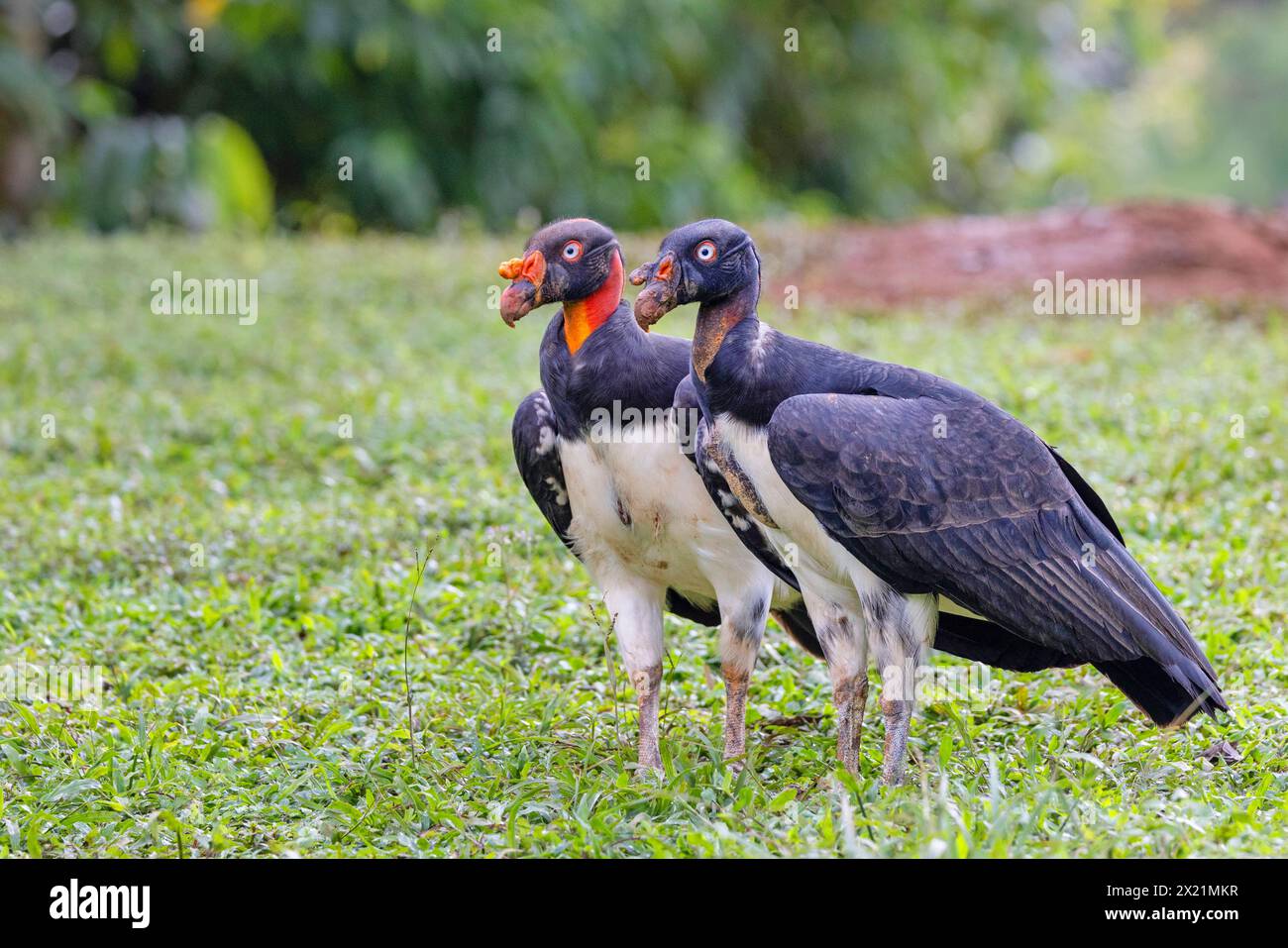 king vulture (Sarcoramphus papa), standing together with a young bird ...