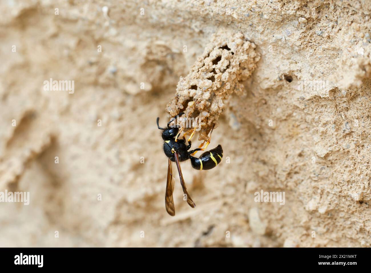 Spiny Mason Wasp (Odynerus spinipes, Oplomerus spinipes), builds a nest ...