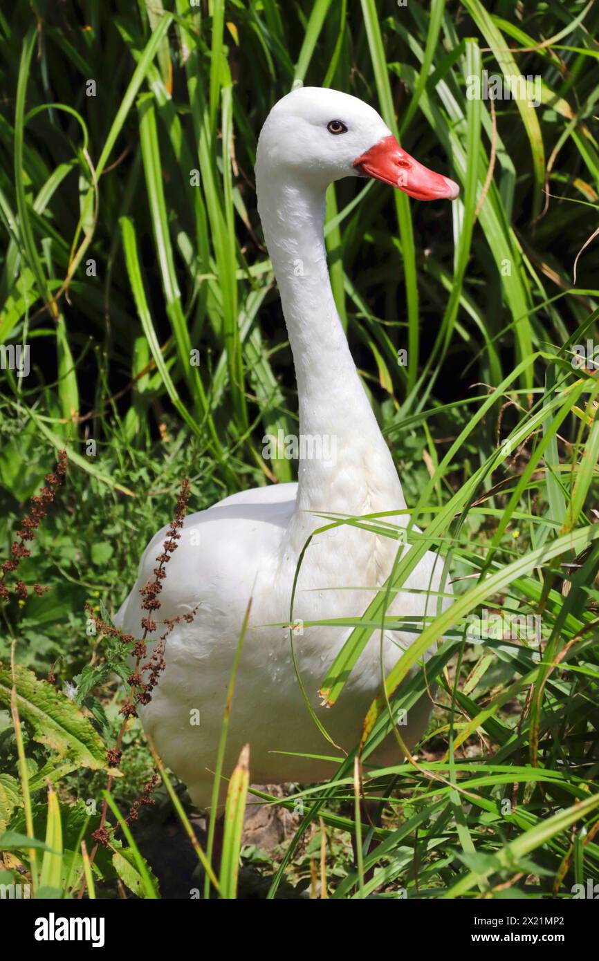 Coscoroba swan (Coscoroba coscoroba), in grass Stock Photo - Alamy