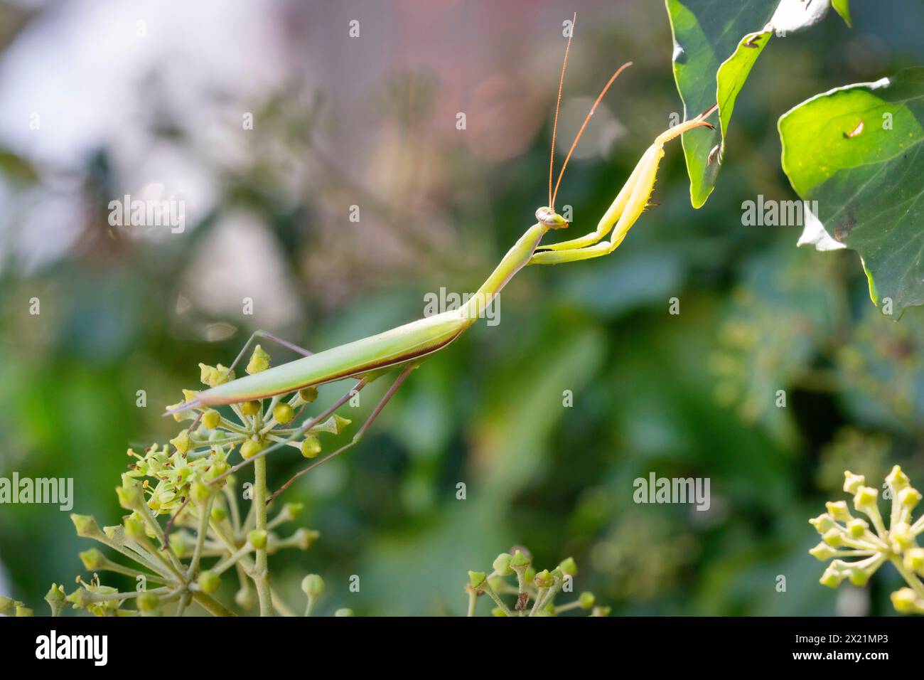 European preying mantis (Mantis religiosa), female at a plant, side ...
