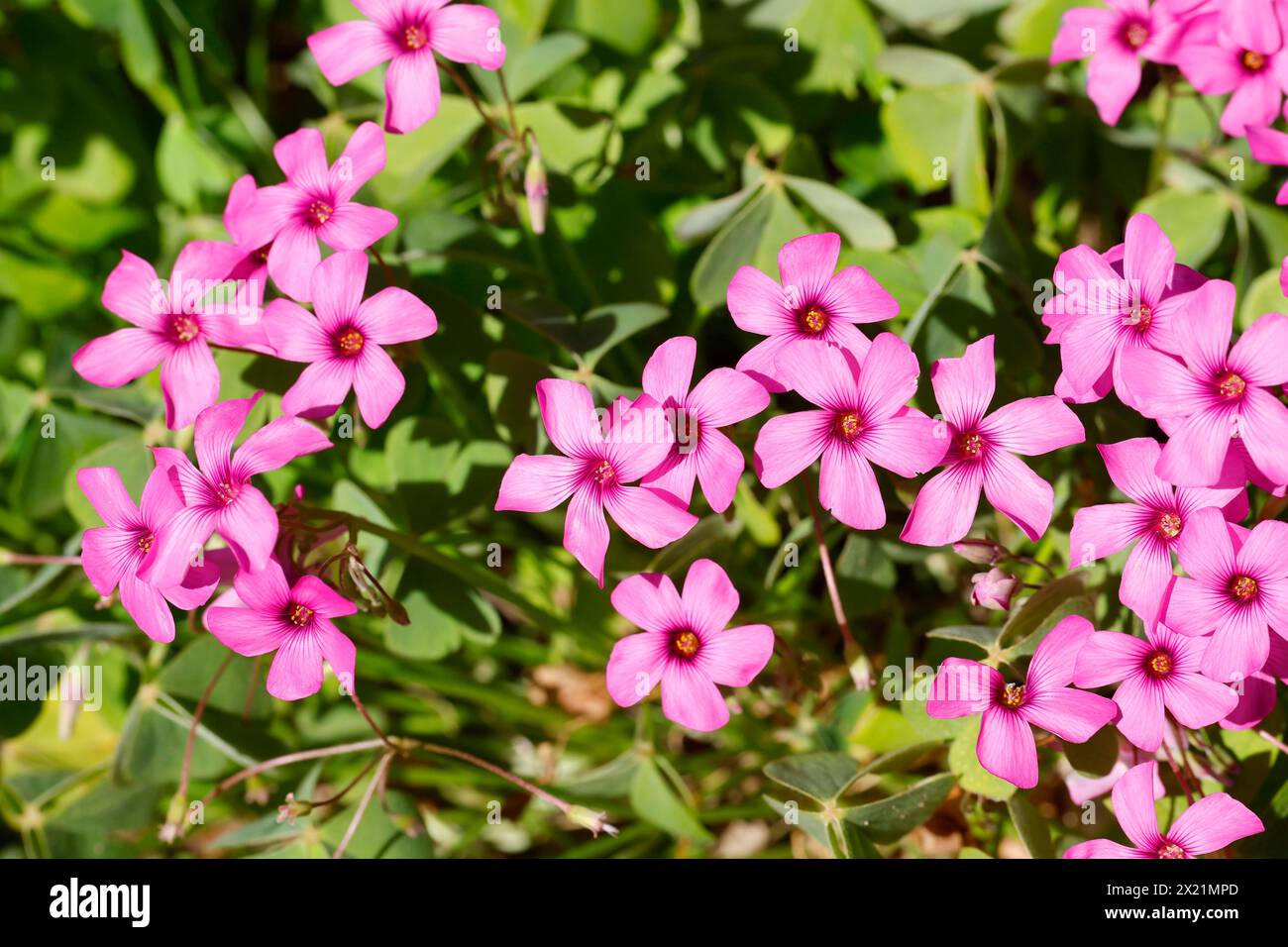 Pink-sorrel, Windowbox wood-sorrel (Oxalis articulata), blooming ...