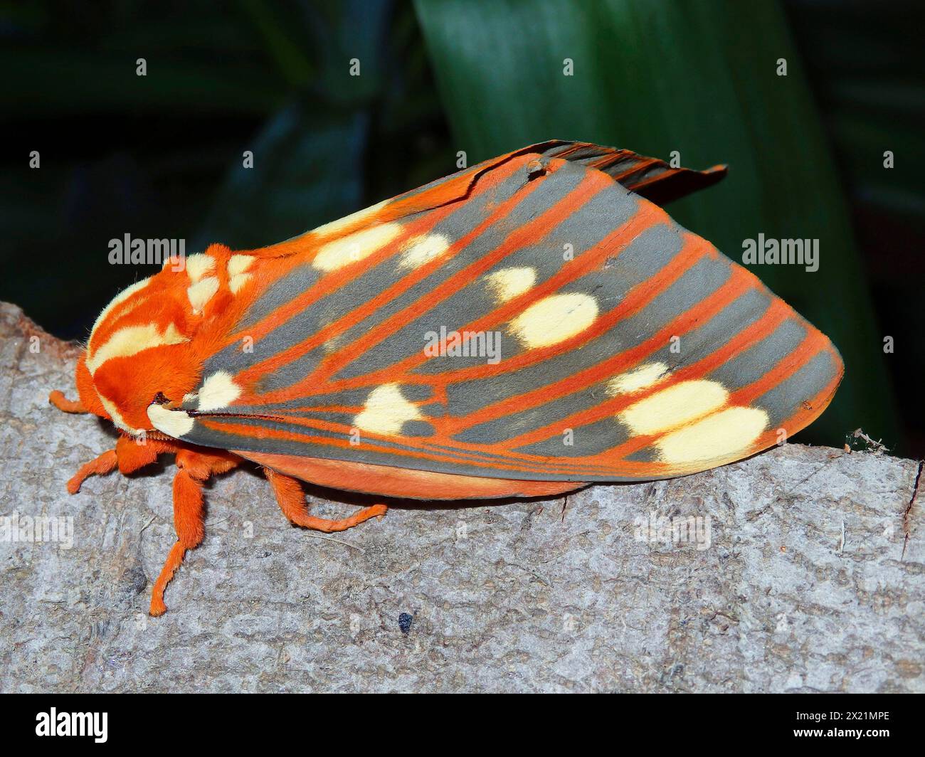 regal moth, regal walnut moth, royal walnut moth (Citheronia regalis), Saturniid from America ...