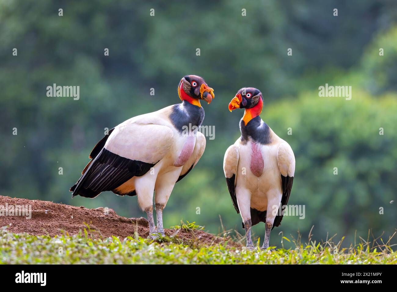 king vulture (Sarcoramphus papa), two adult birds staying together on ...