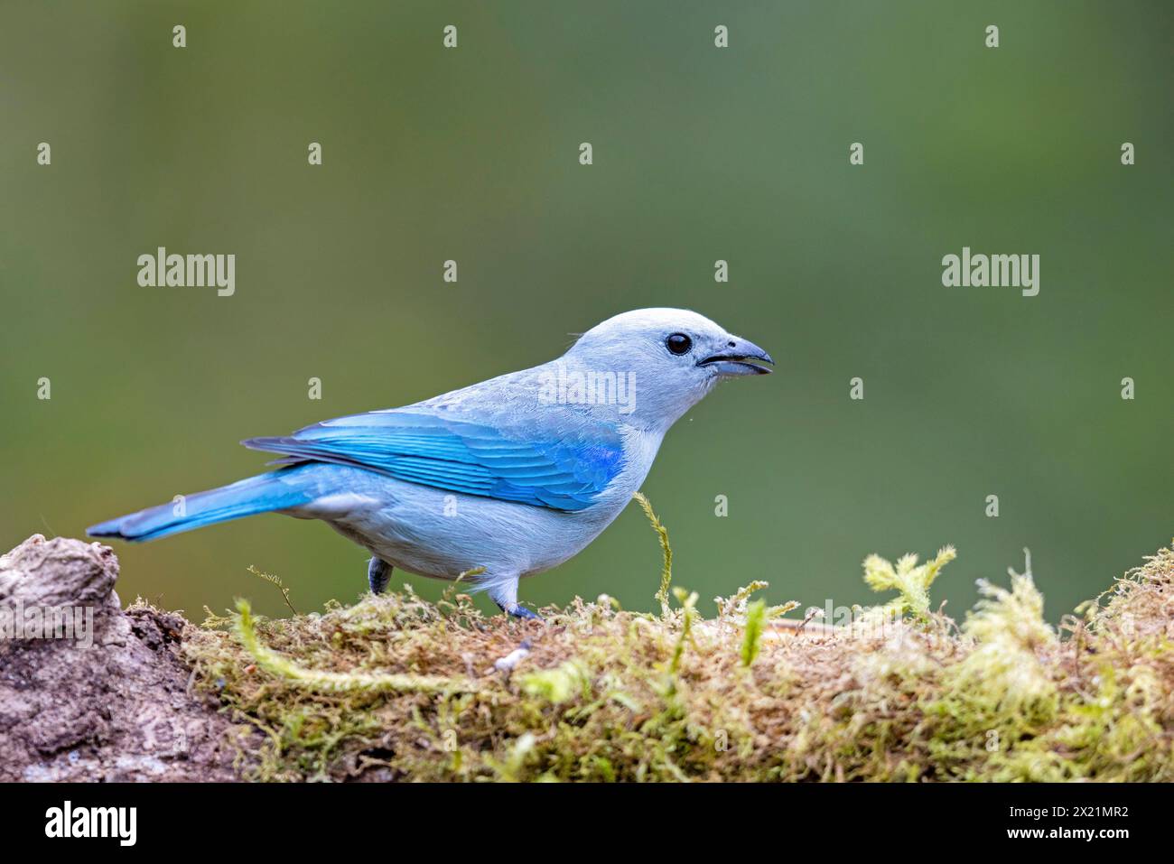 blue-grey tanager (Thraupis episcopus, Tangara episcopus), sits on a ...