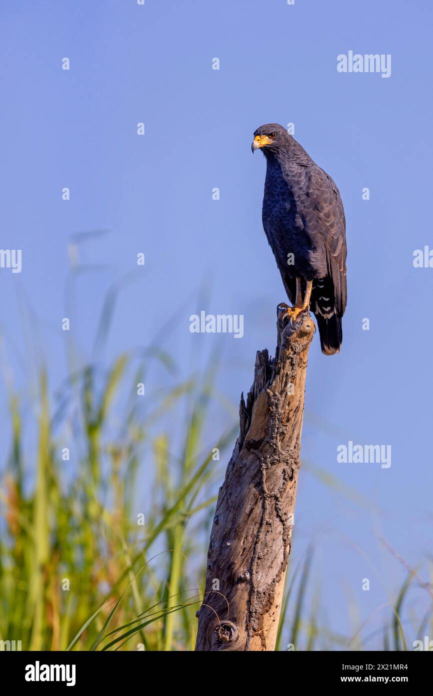 Common black hawk (Buteogallus anthracinus), sits on a pole on the ...