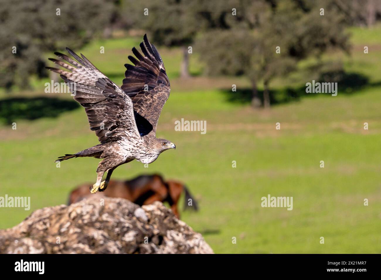 Bonellis eagle, Bonelli's Eagle (Hieraaetus fasciatus, Aquila fasciata ...