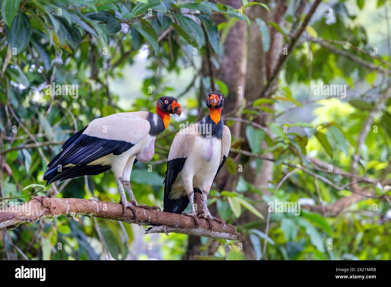 king vulture (Sarcoramphus papa), two adult birds perching together on ...