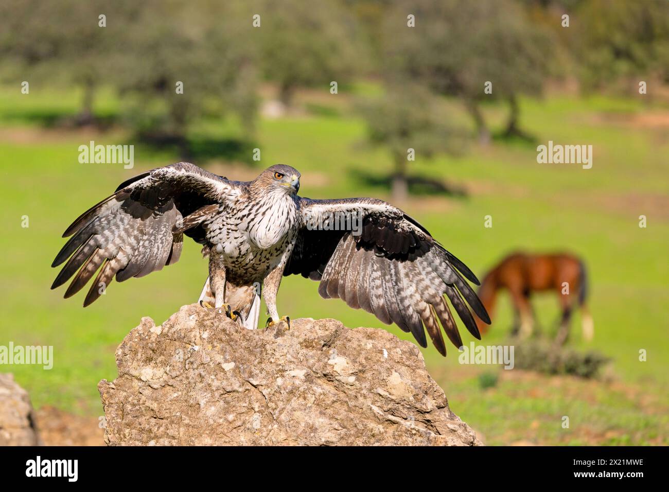 Bonellis eagle, Bonelli's Eagle (Hieraaetus fasciatus, Aquila fasciata ...