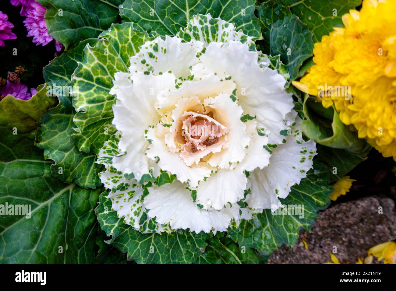 Colorful flowers set Stock Photo - Alamy