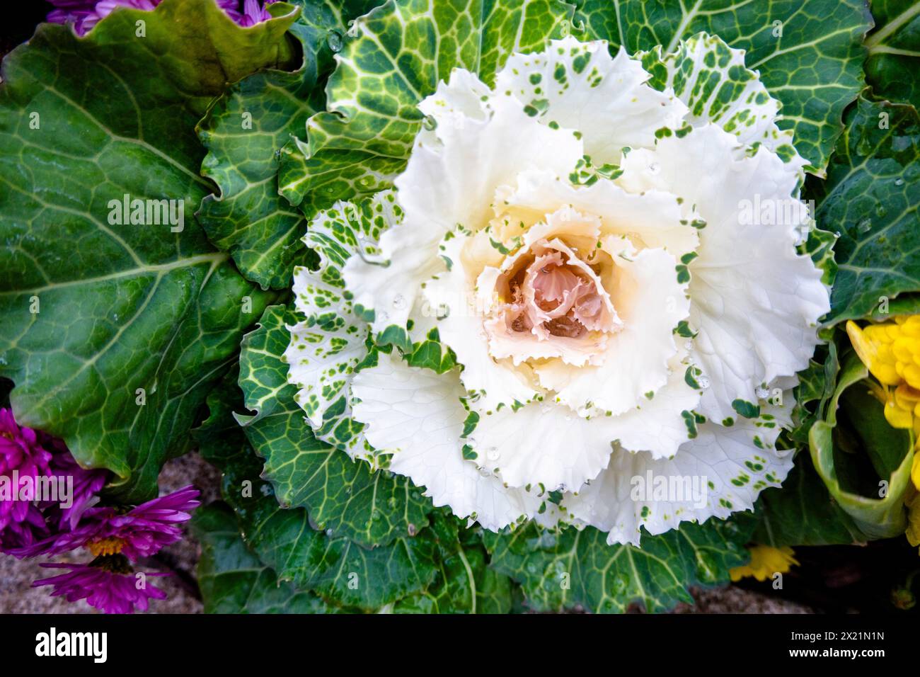 Colorful flowers set Stock Photo - Alamy