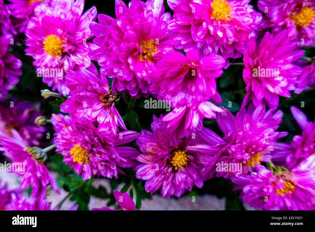 Colorful flowers set Stock Photo - Alamy