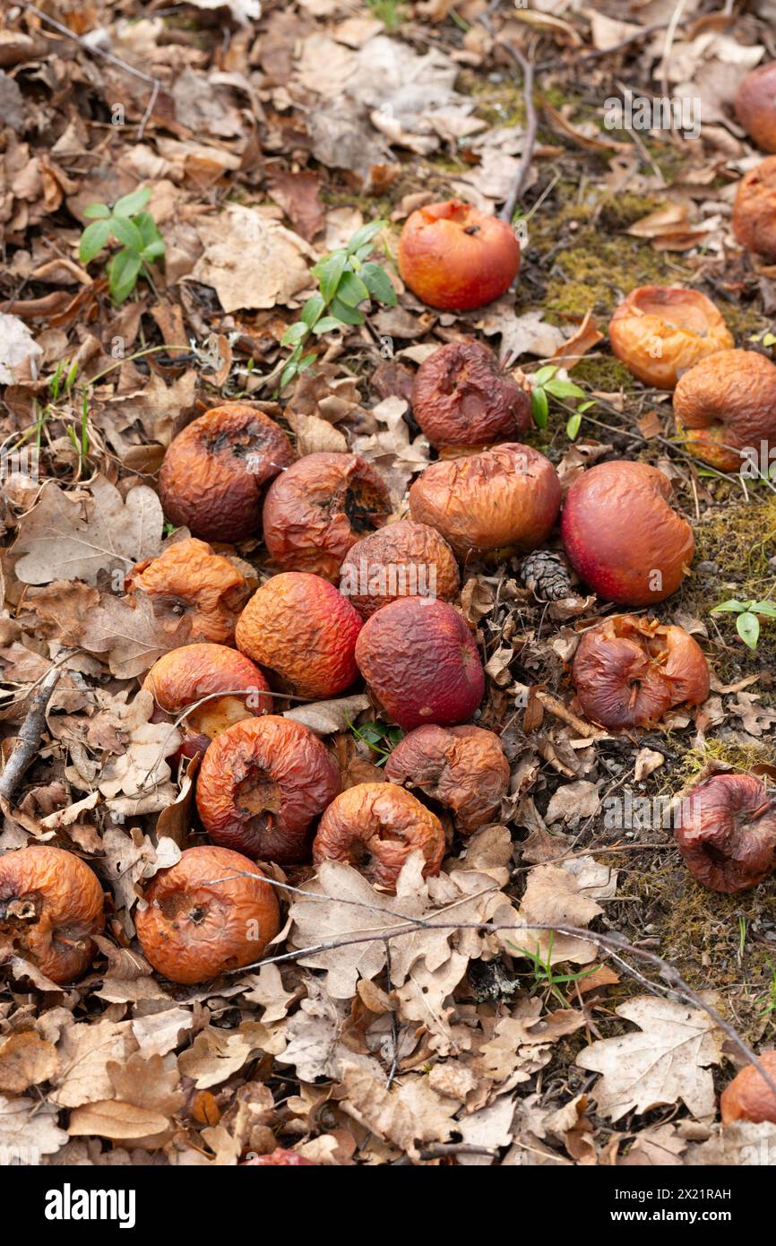 Brown rotten apples on the ground Stock Photo - Alamy