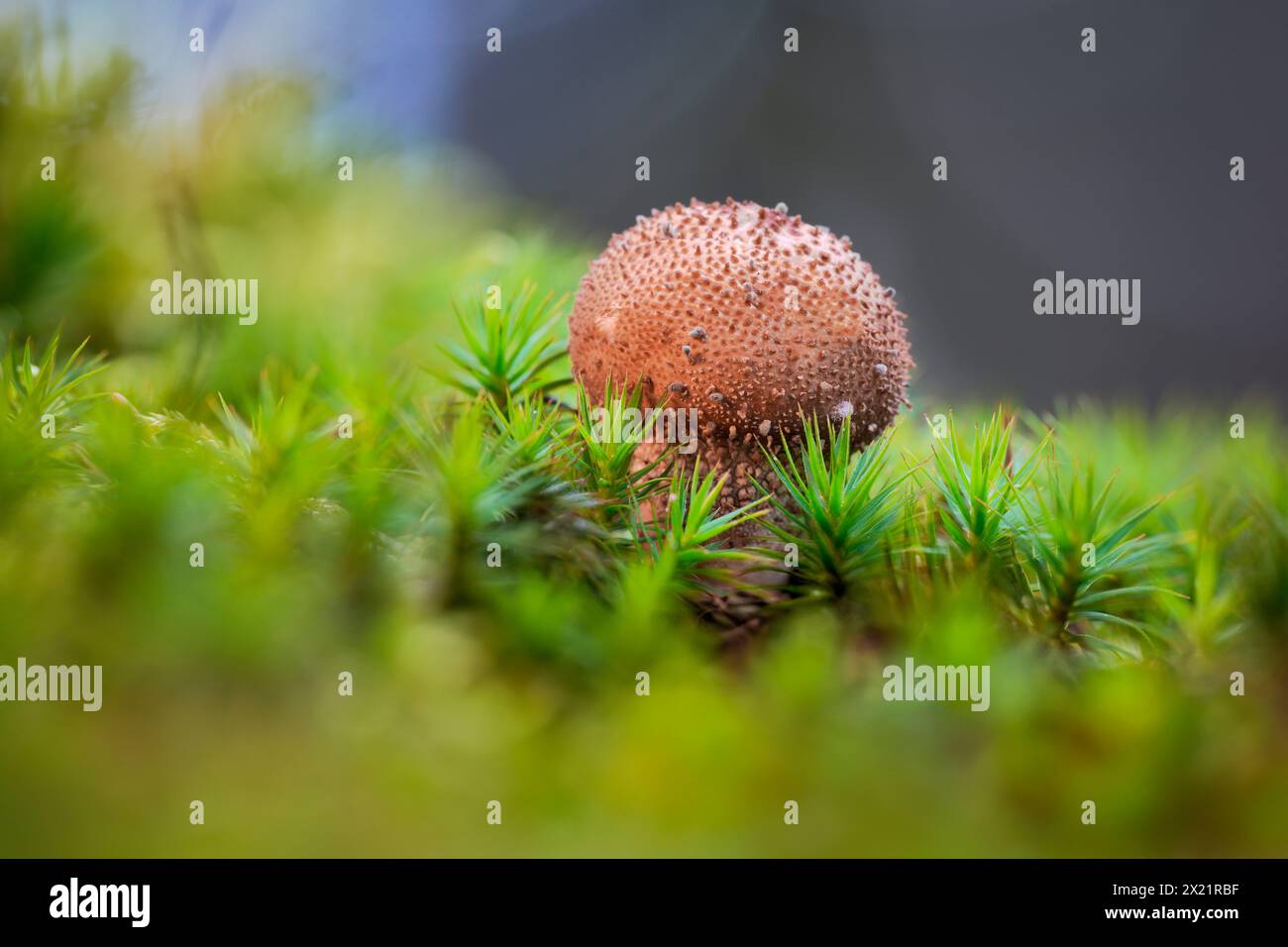Echinatum hi-res stock photography and images - Alamy