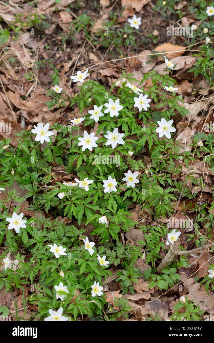 Flowering wood anemones, anemone nemorosa, in Sweden in April Stock ...