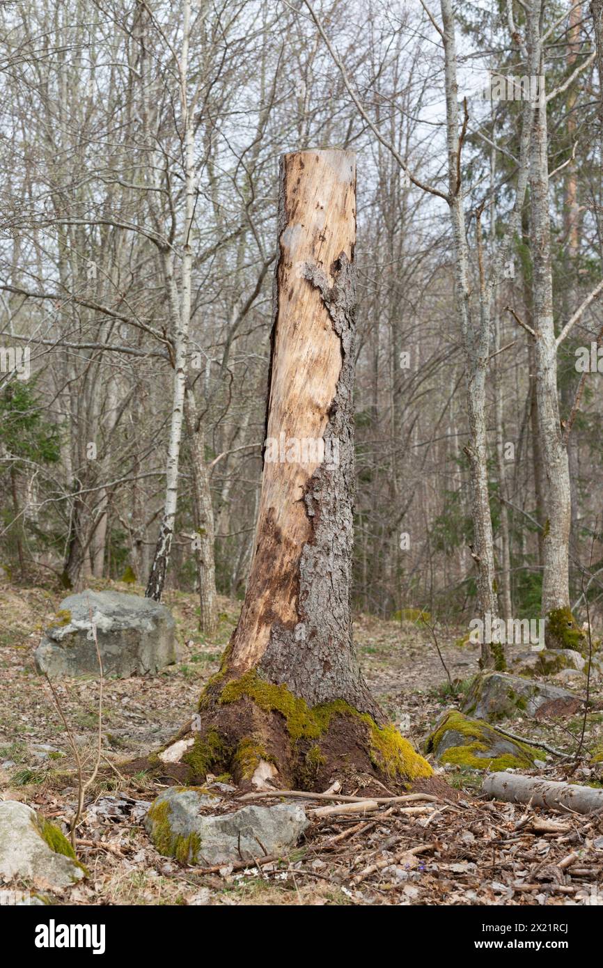 Diverse ecosystem forest hi-res stock photography and images - Alamy