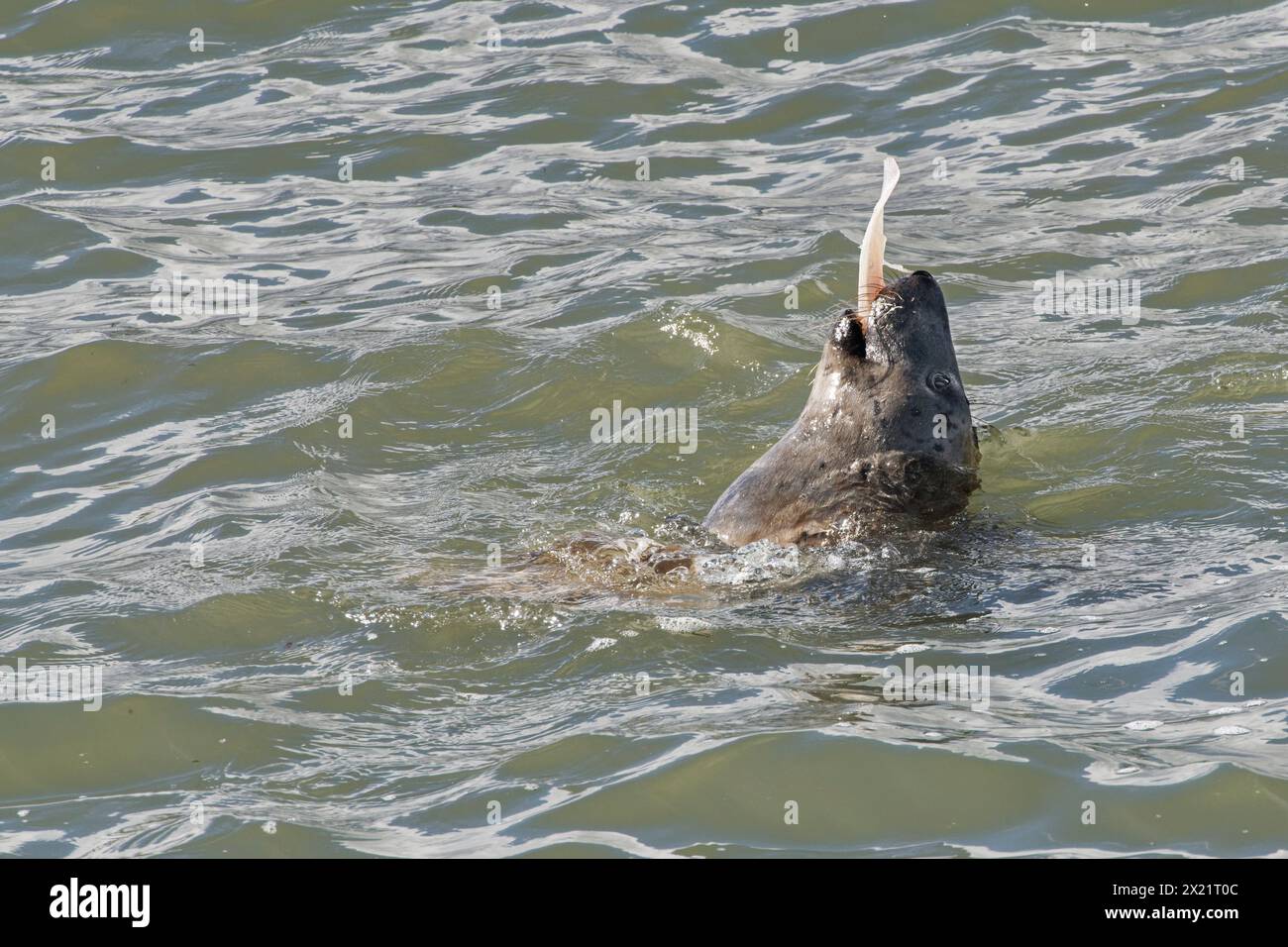 Grey seal (Halichoerus grypus) swallowing a strip of flesh torn from ...