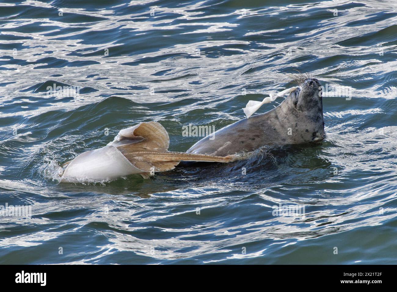 Grey seal (Halichoerus grypus) holding a Small-eyed ray (Raja ...