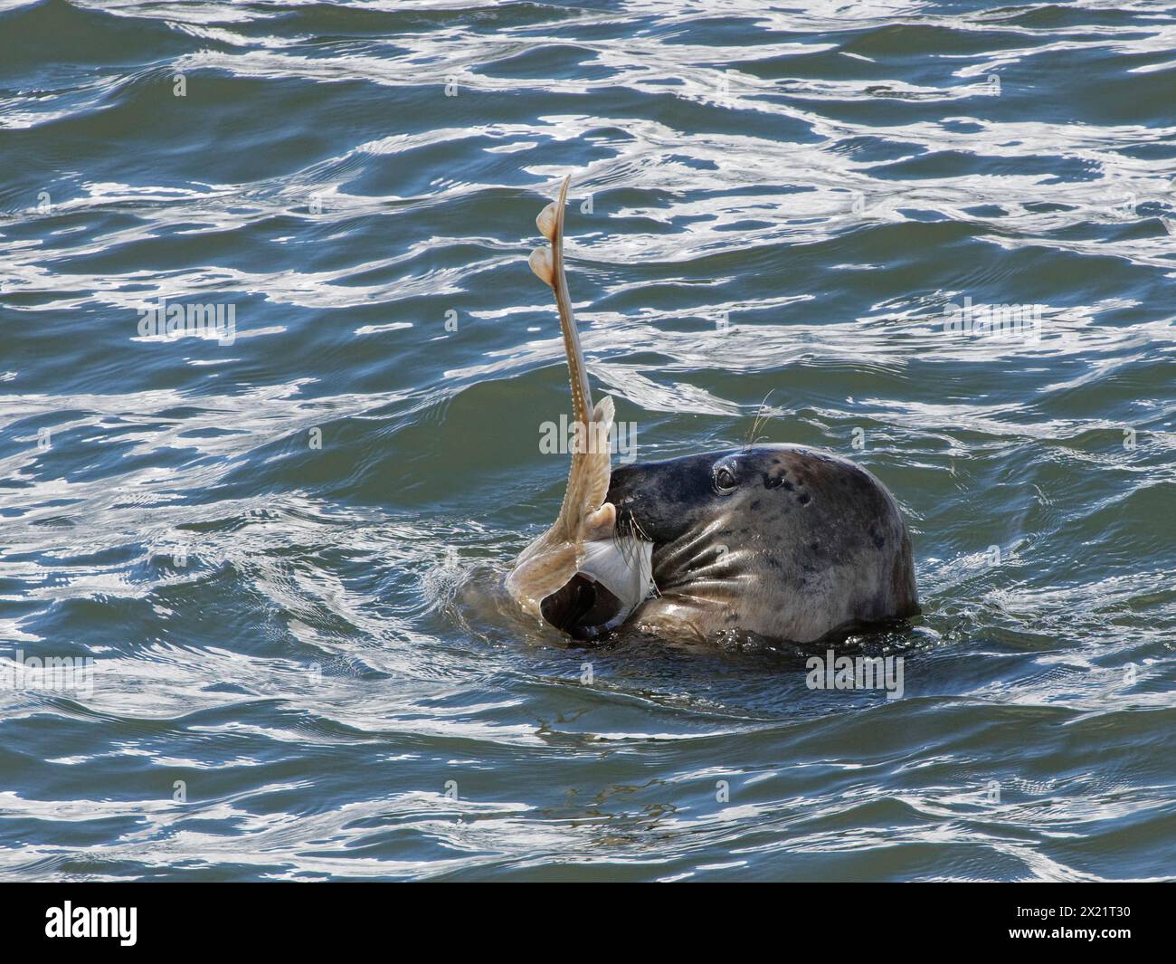 Fishs underside hi-res stock photography and images - Alamy