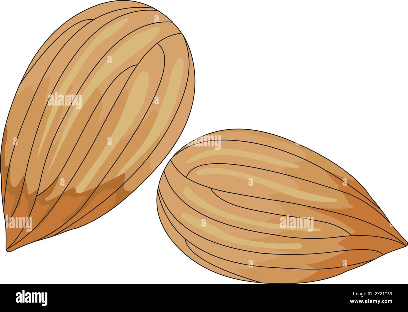 Almonds vector illustration Stock Vector Image & Art - Alamy