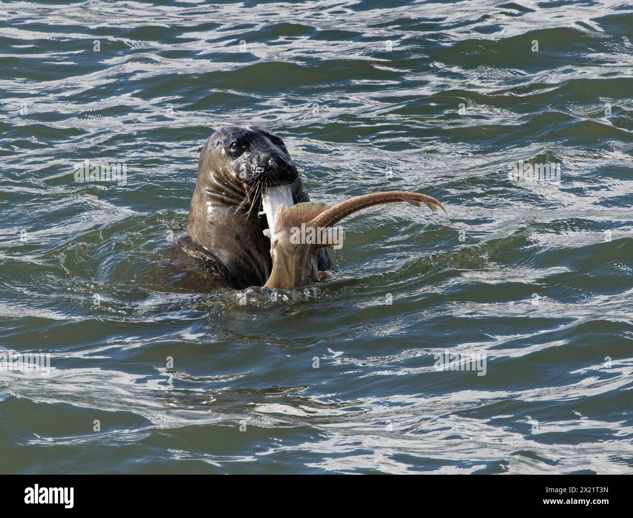Grey seal (Halichoerus grypus) holding a Small-eyed ray (Raja ...